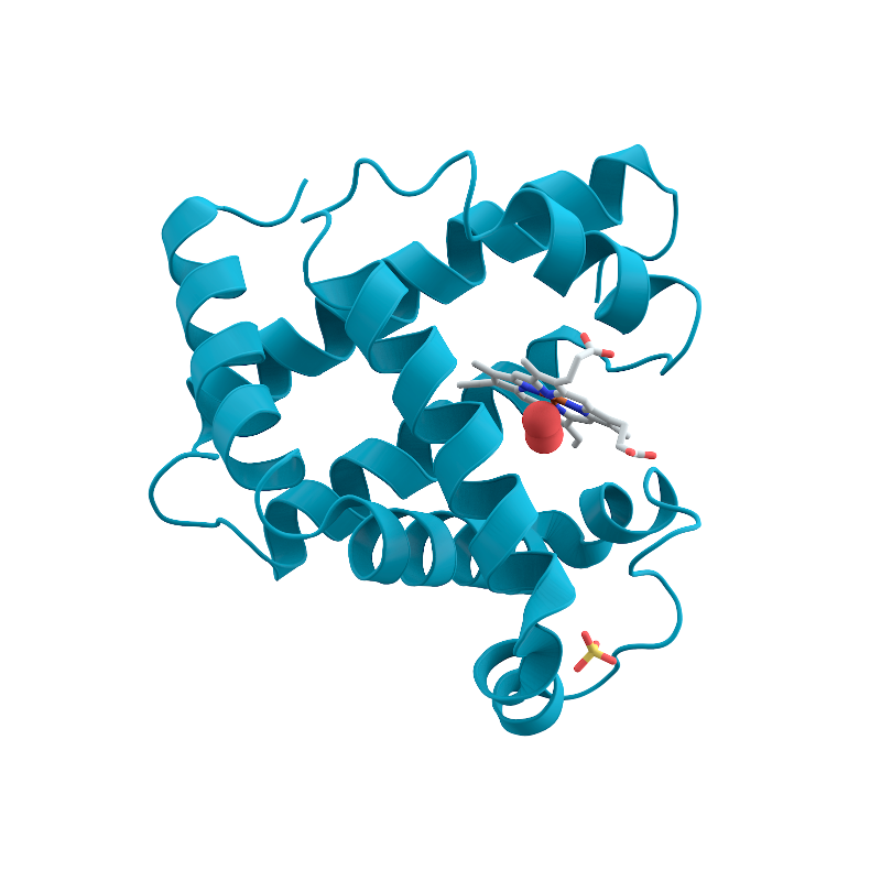 Myoglobin Antibody (Human Affinity purified) - Molecular Depot