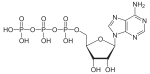 DNA oligonucleotide 5’-labeling with 32P - Molecular Depot